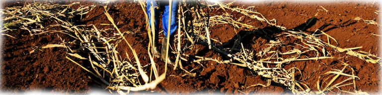 Crop Production Research – Eswatini Sugar Association