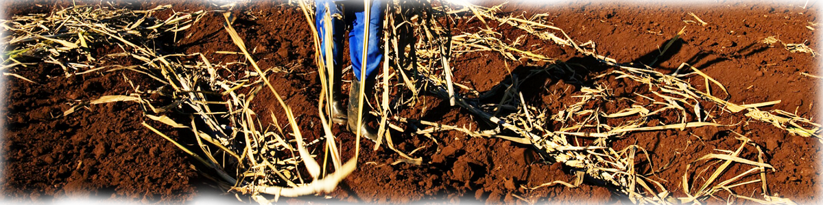 Crop Production Research – Eswatini Sugar Association