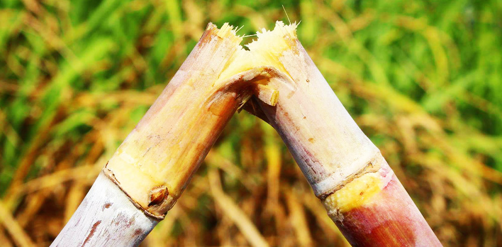 Eswatini Sugar Association